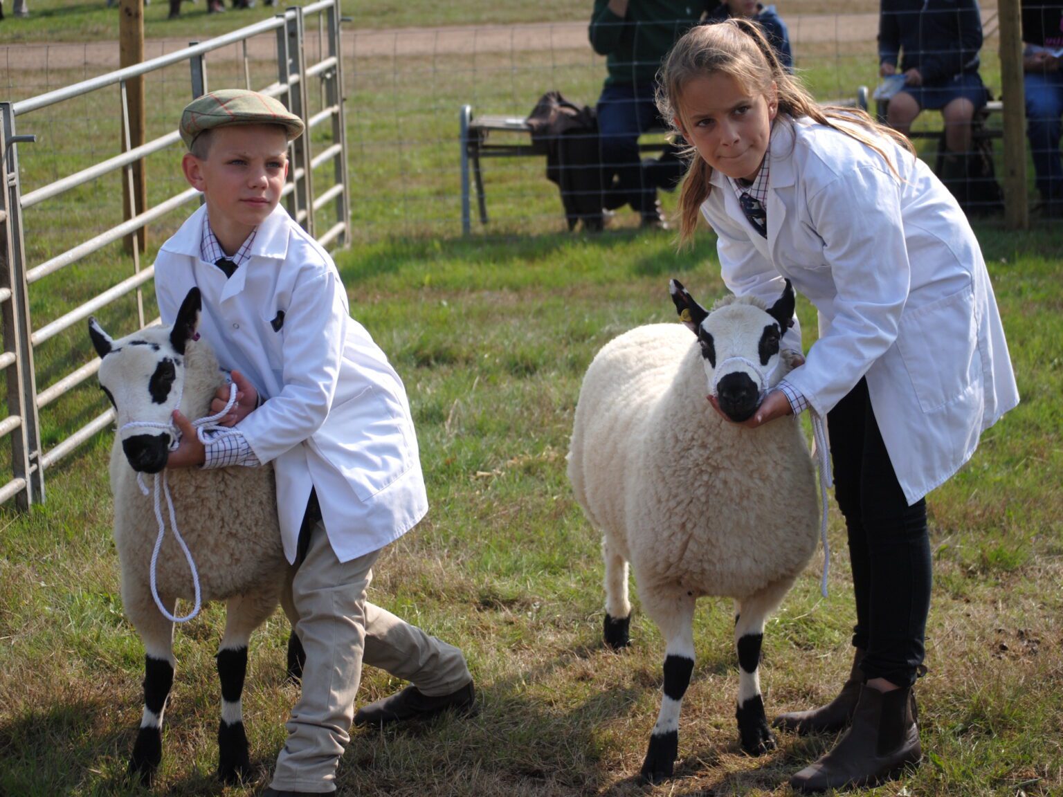 Livestock and Horses - The Aylsham Show